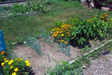 How to Start a Community Garden